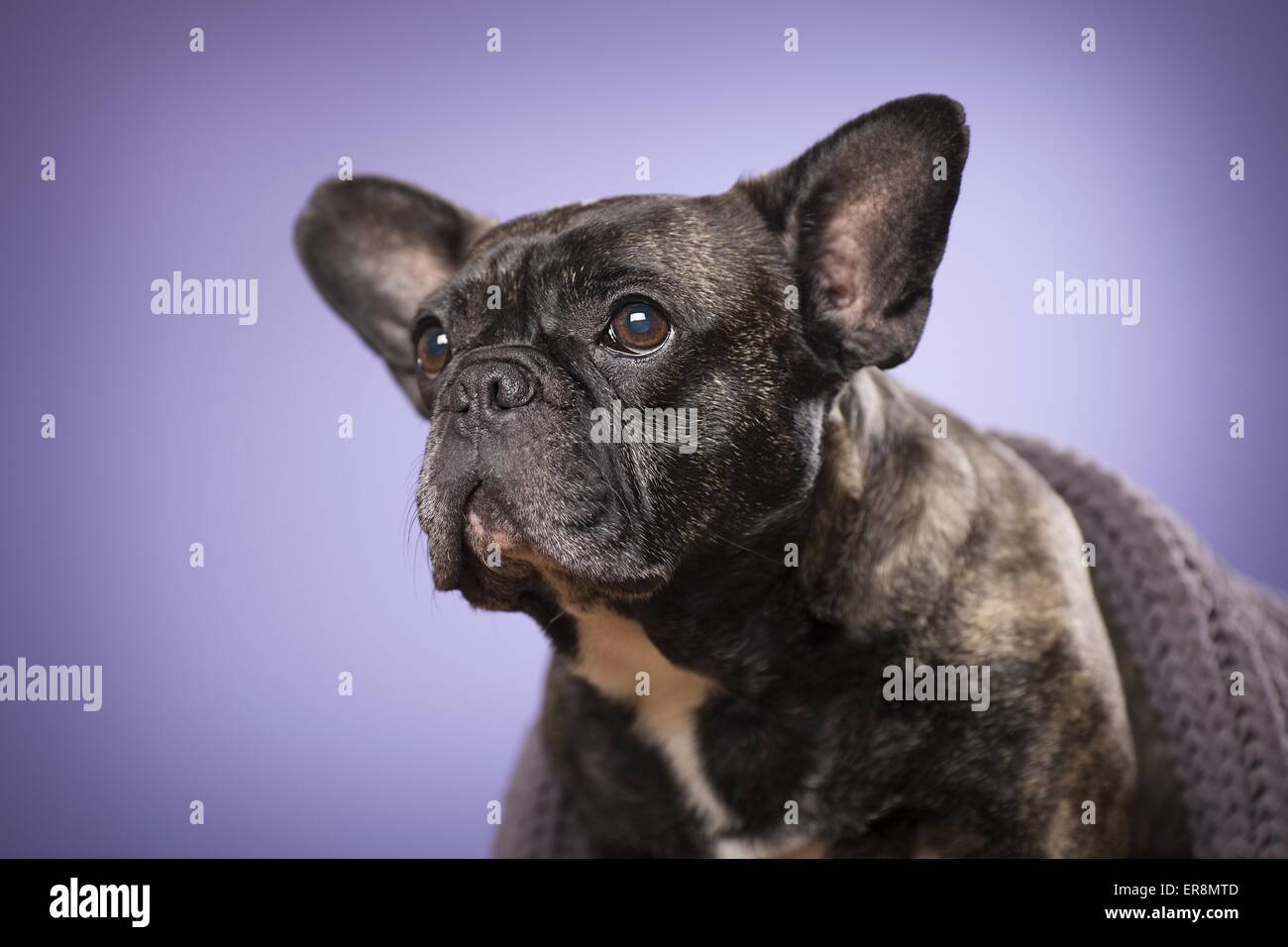 French Bulldog Portrait Stock Photo - Alamy
