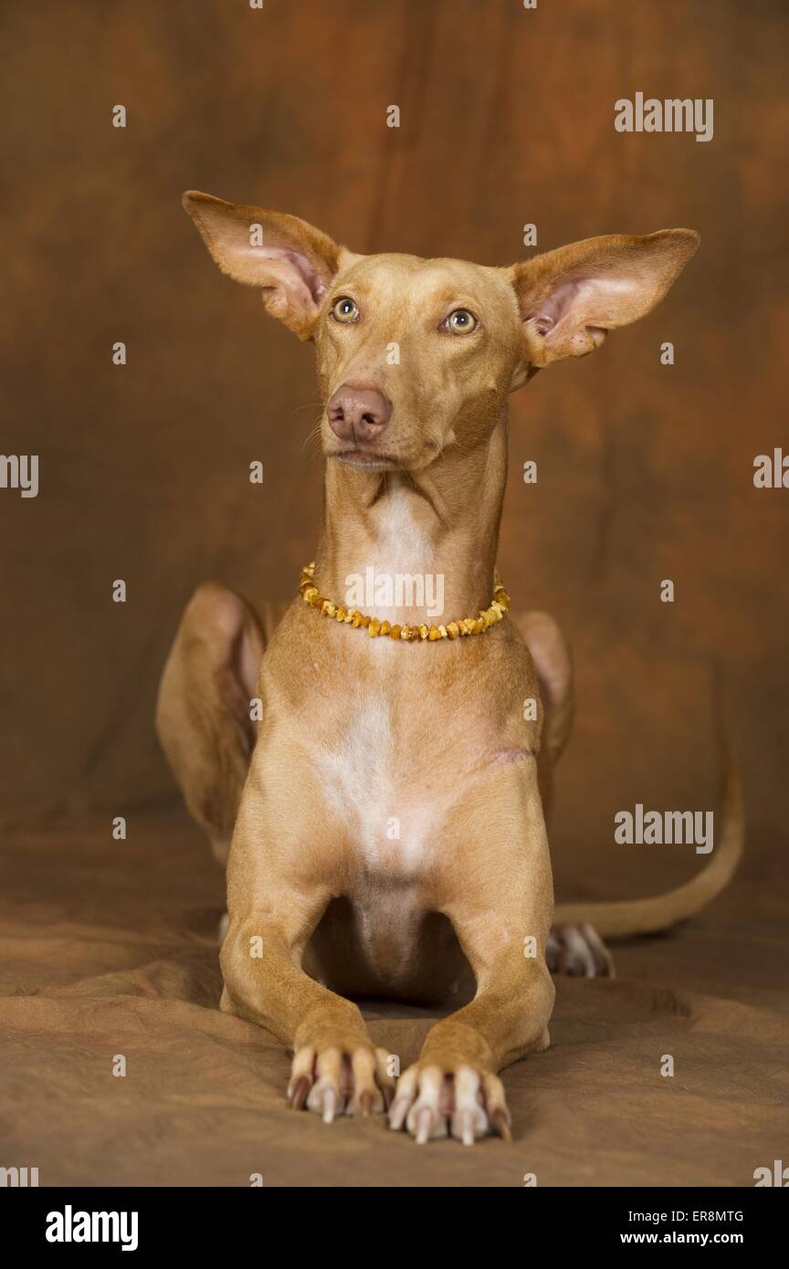 Smooth galgo hi-res stock photography and images - Alamy