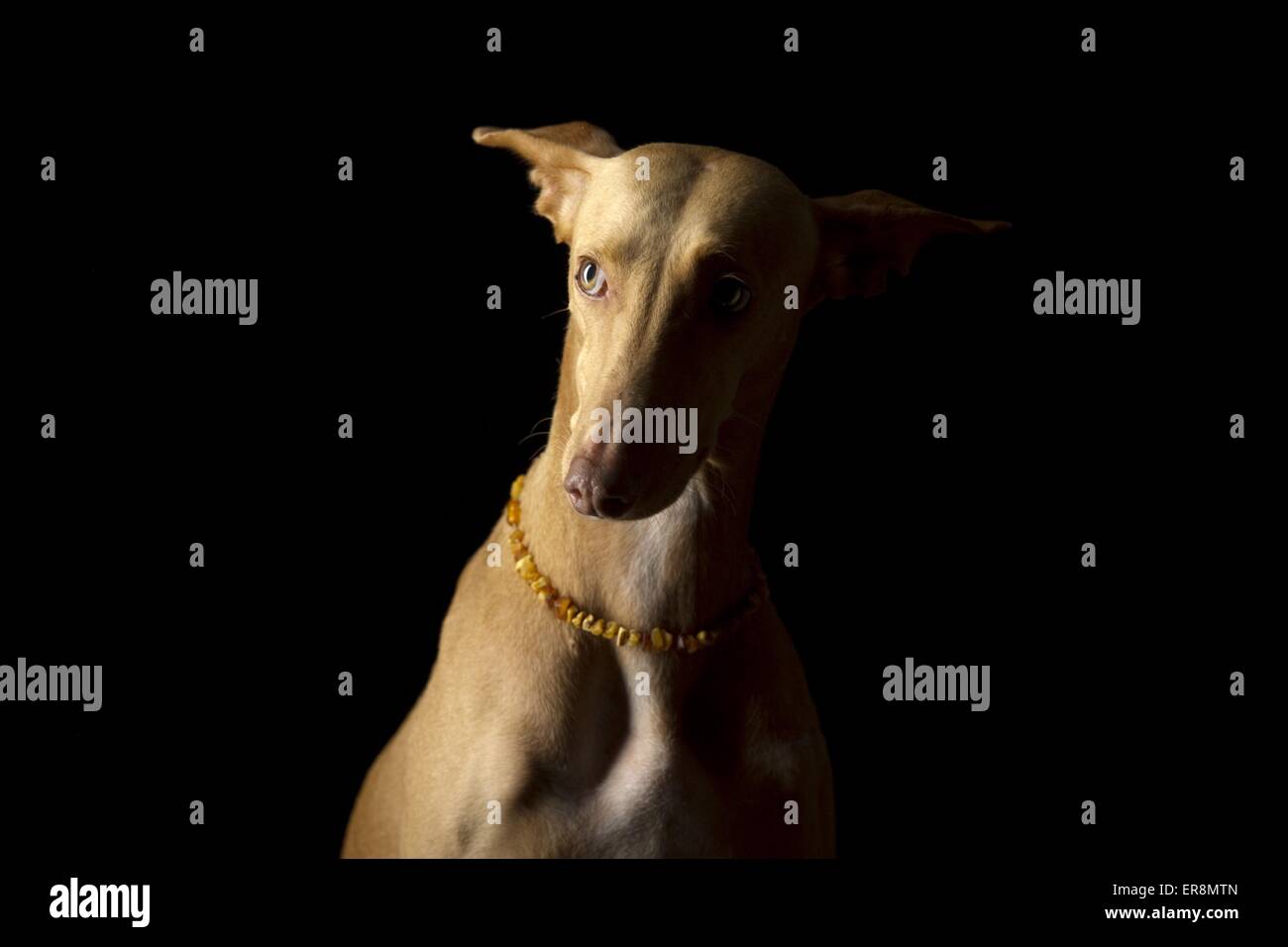 Smooth galgo hi-res stock photography and images - Alamy