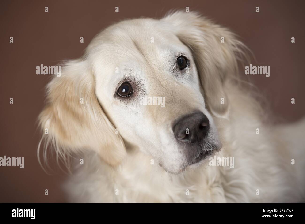 Golden retriever head studio hi-res stock photography and images - Alamy