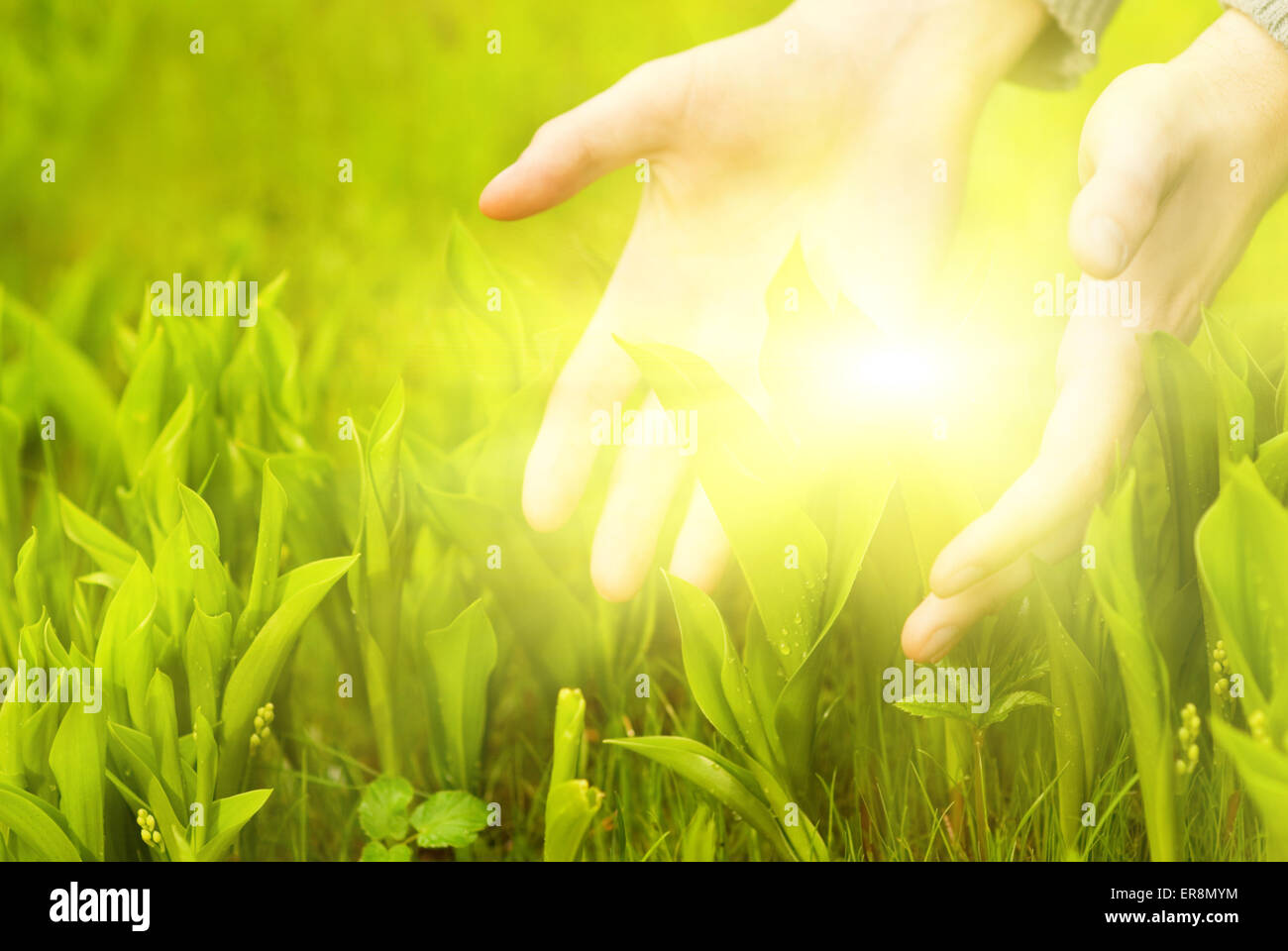 Human hands touching green grass. Beautiful shining betweet them Stock ...