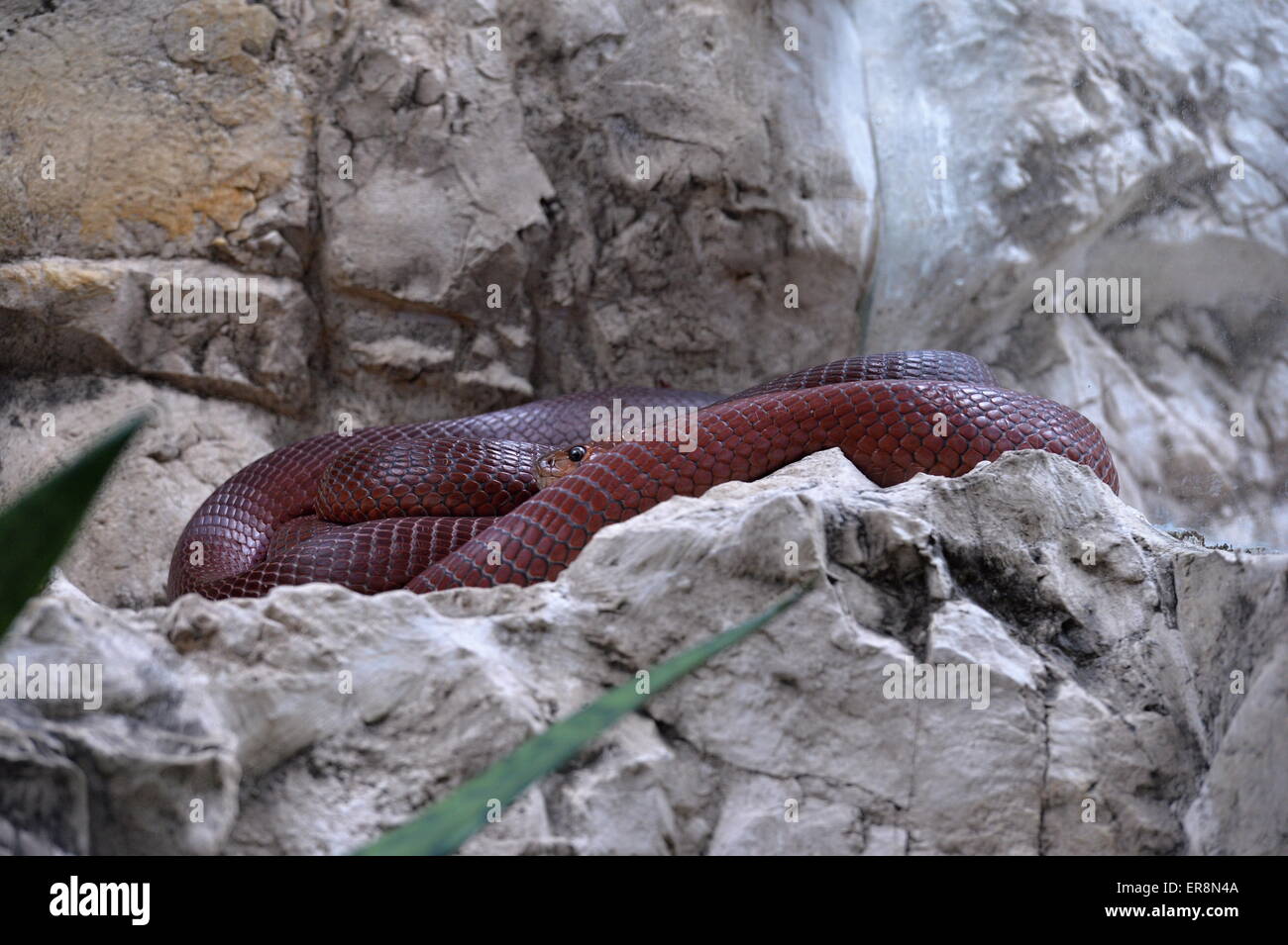 Poisonous Snakes With Names And Details