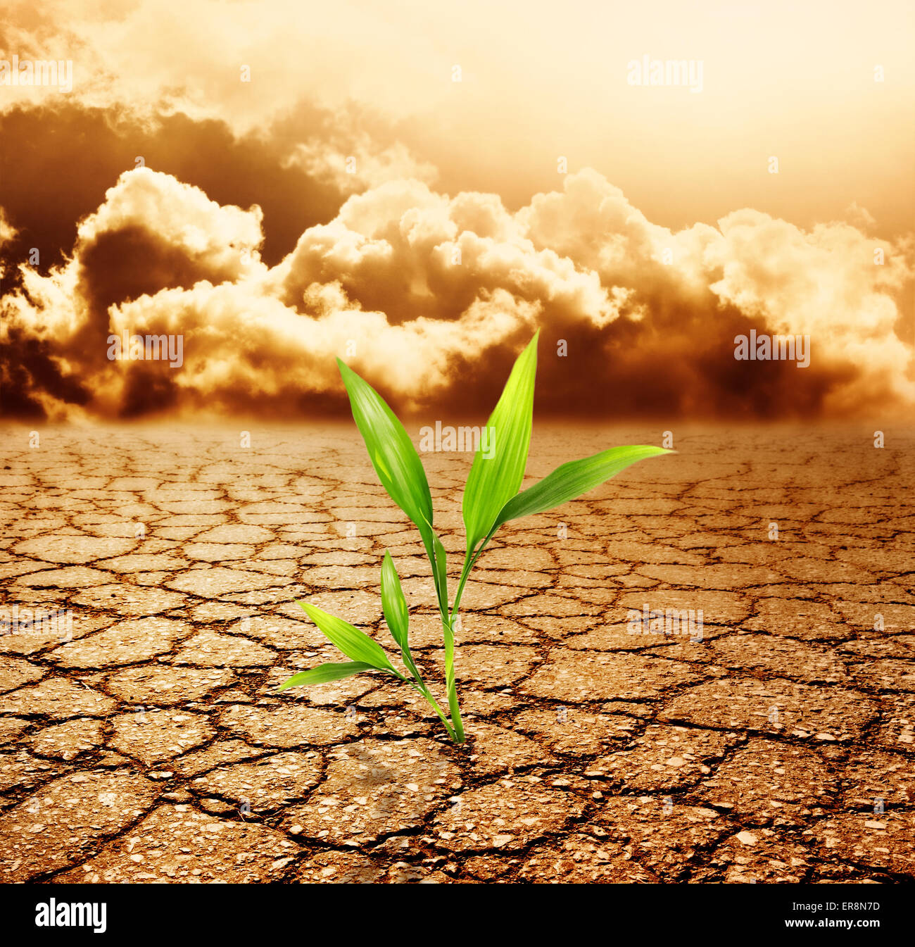 Green plant growing trough dead soil Stock Photo - Alamy