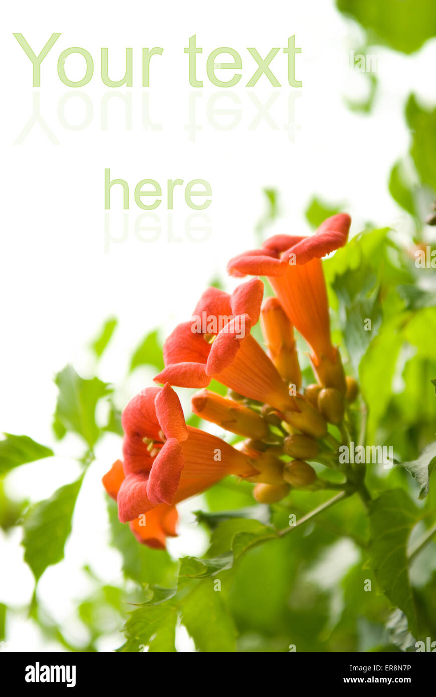 Beautiful fresh flowers isolated on white background Stock Photo - Alamy