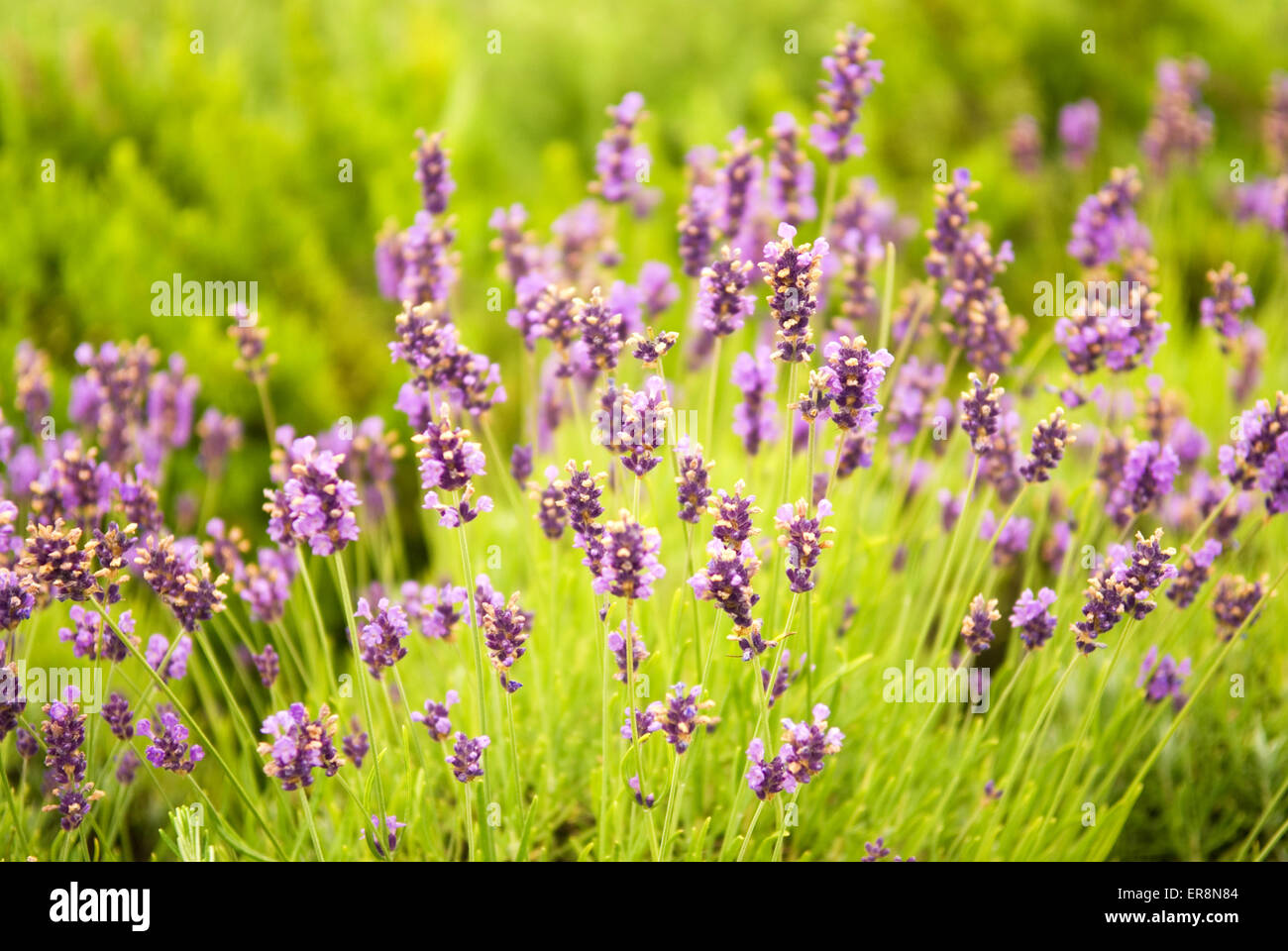 Beautiful purple flowers in a garden Stock Photo - Alamy