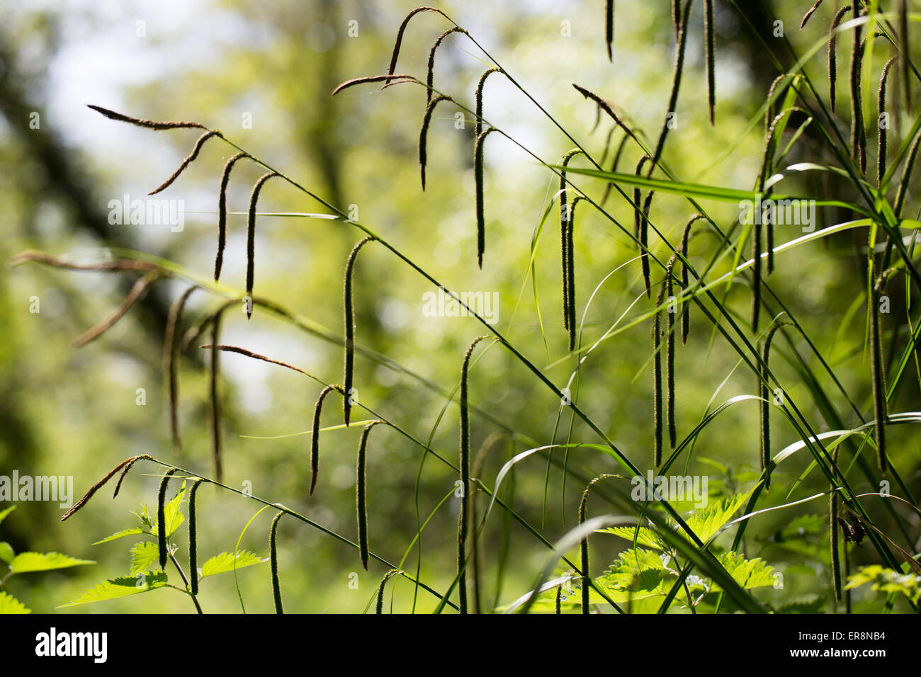 Pendulous Sedge High Resolution Stock Photography and Images - Alamy