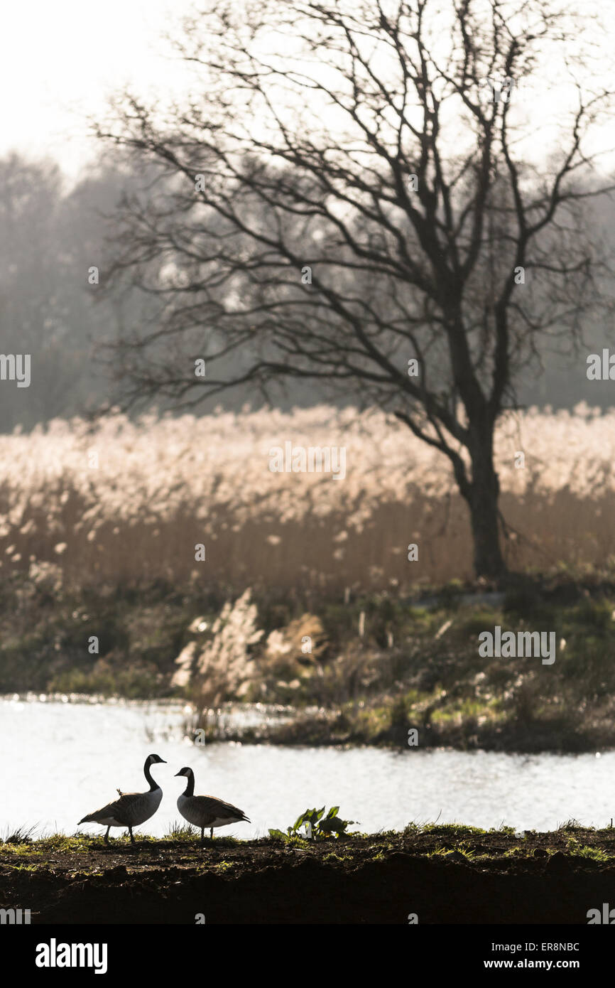 Pair of Canada Geese. Somerset Levels Stock Photo - Alamy