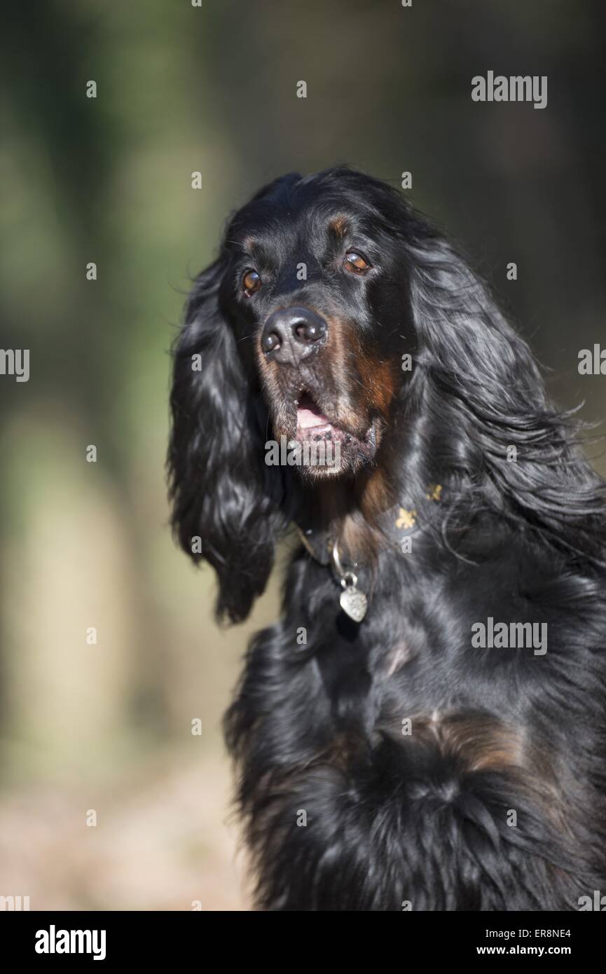 Gordon Setter Portrait Stock Photo - Alamy