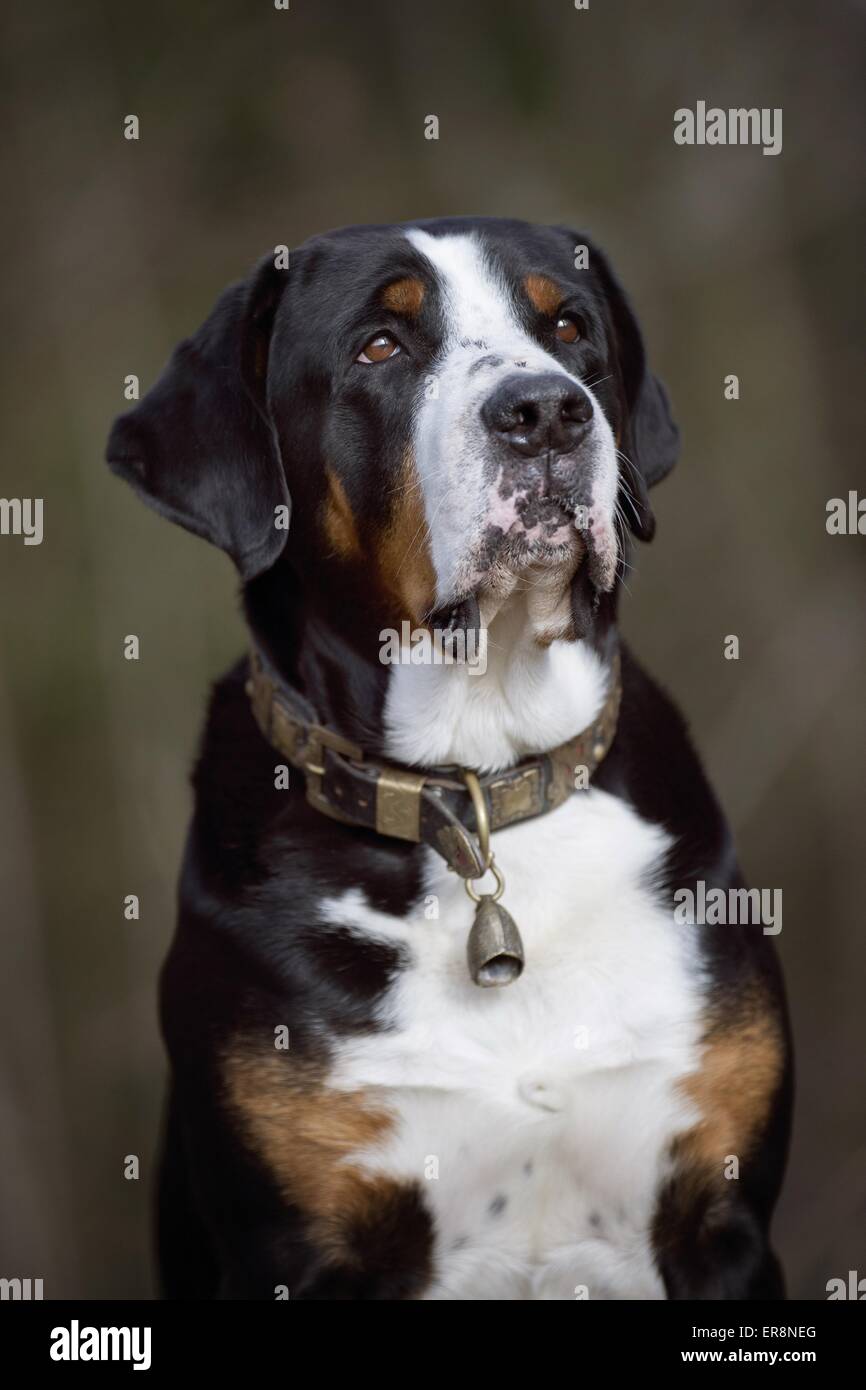 Greater Swiss Mountain Dog Portrait Stock Photo - Alamy