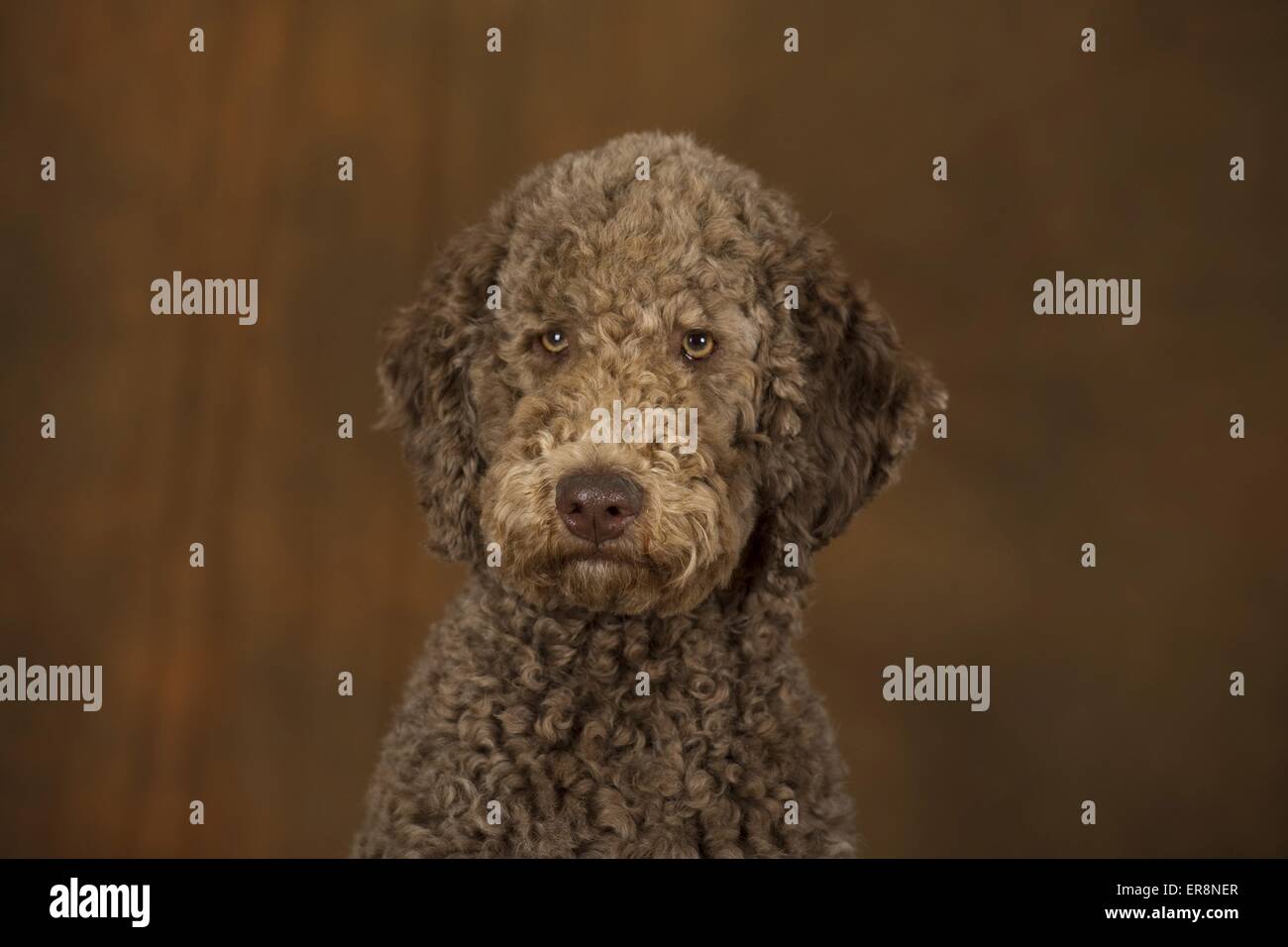 Giant Poodle Portrait Stock Photo - Alamy