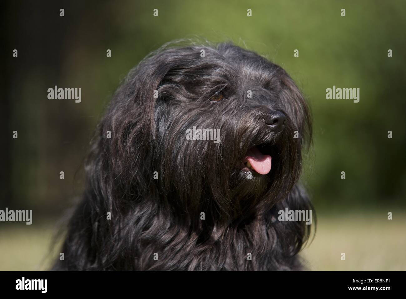 Havanese head hi-res stock photography and images - Alamy