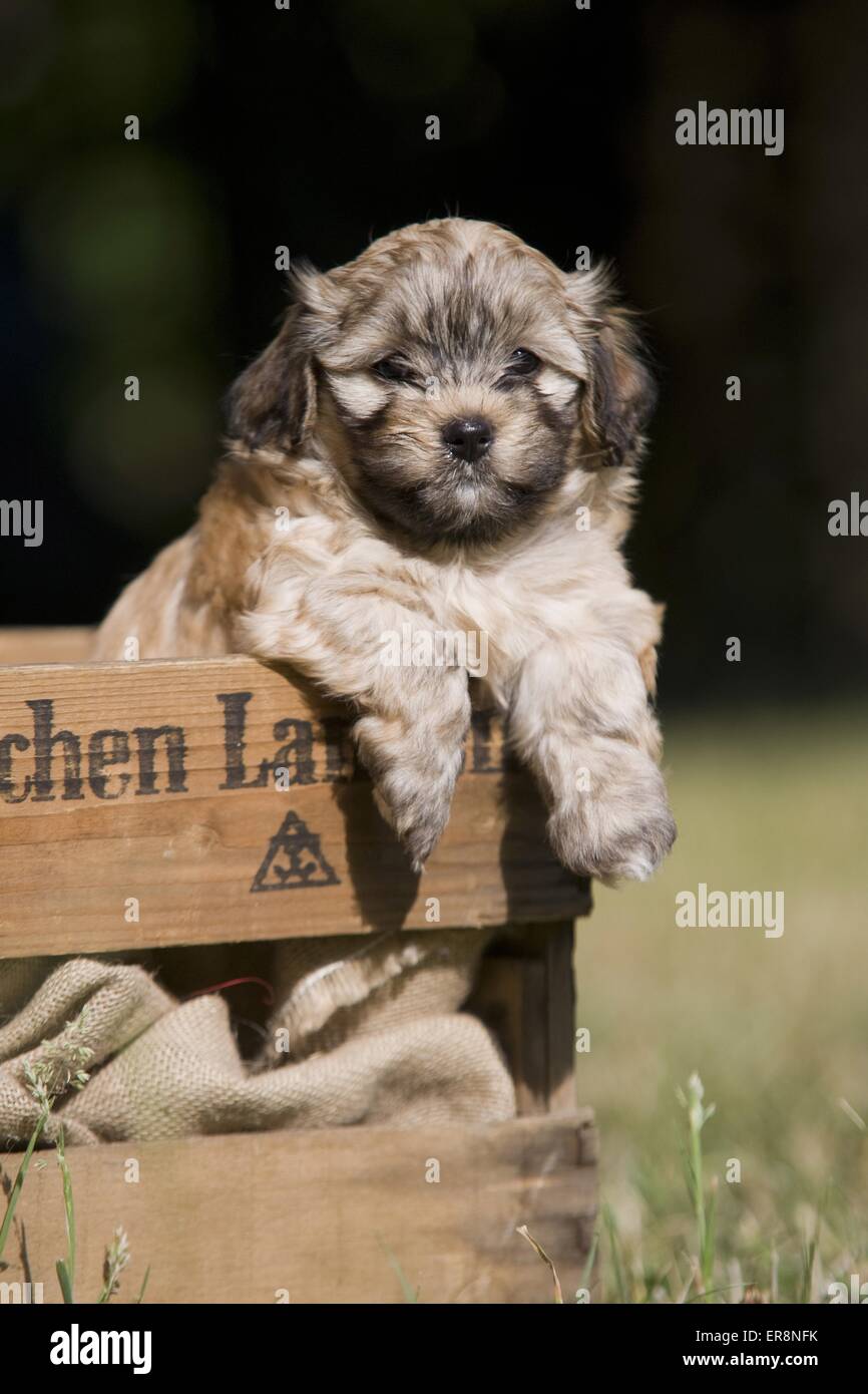 Havanese pup hi-res stock photography and images - Alamy
