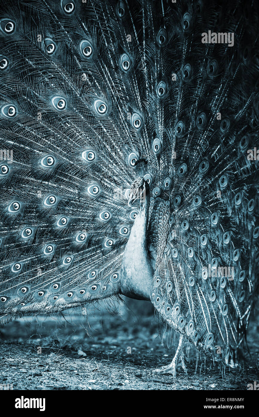 Close up monochrome vertical photo of wild Peacock with feathers out ...