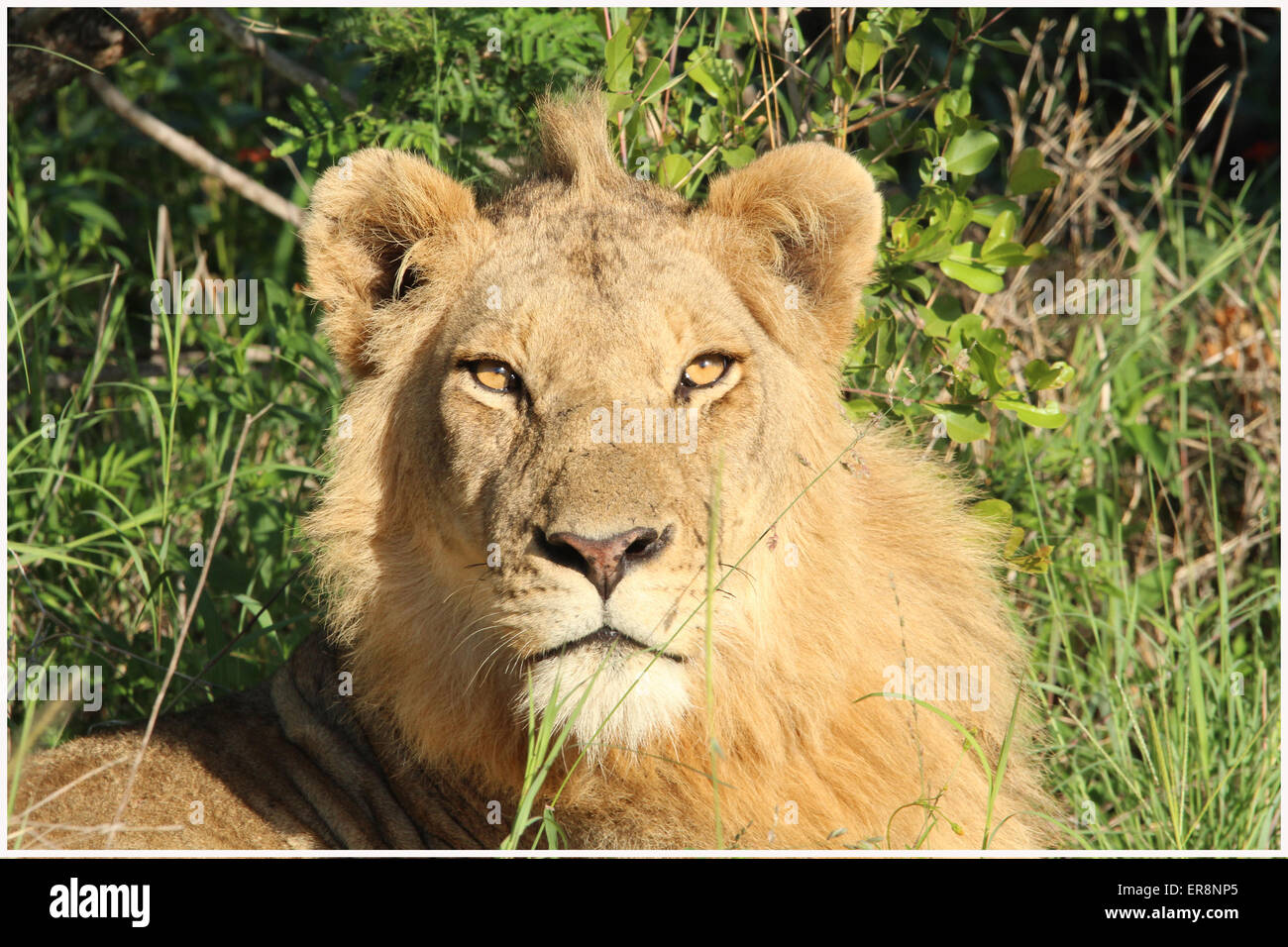 Mail lion hi-res stock photography and images - Alamy