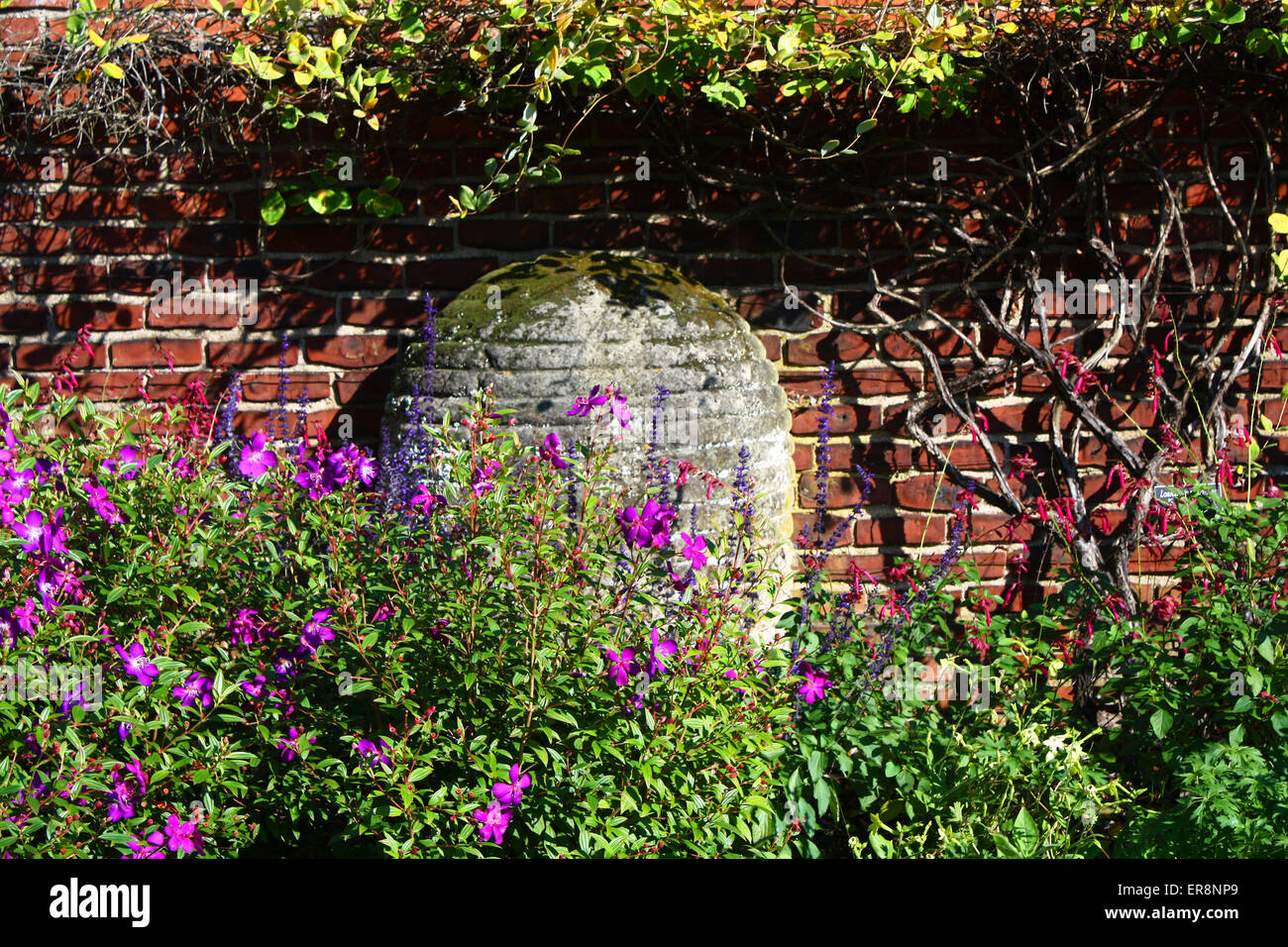 Brick Wall and Purple Flowers Stock Photo - Alamy