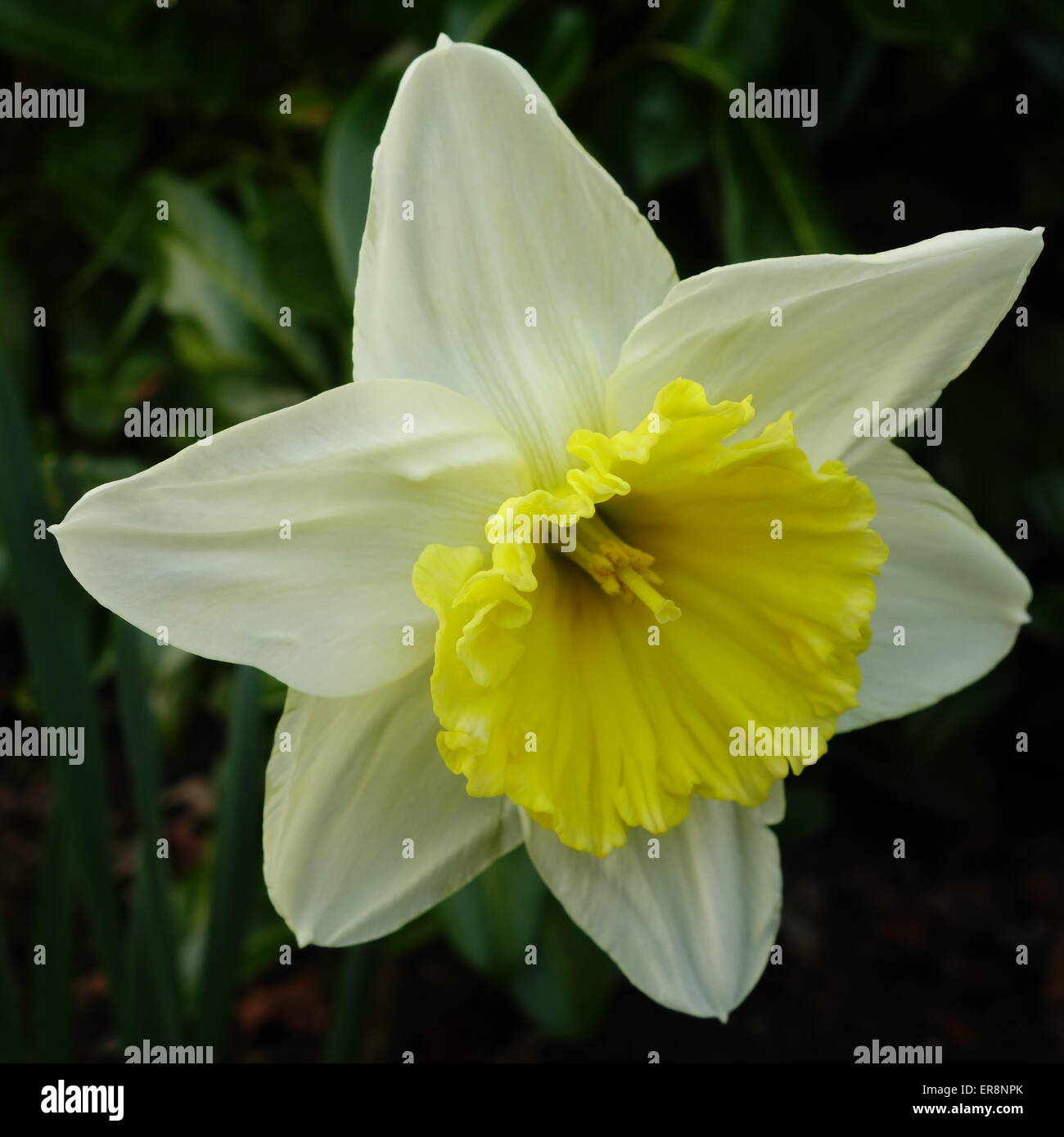 Frilly daffodil hi-res stock photography and images - Alamy