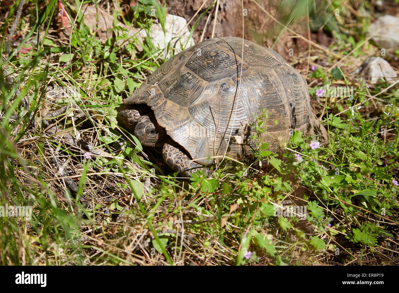 Hisaronu turkey hi-res stock photography and images - Alamy