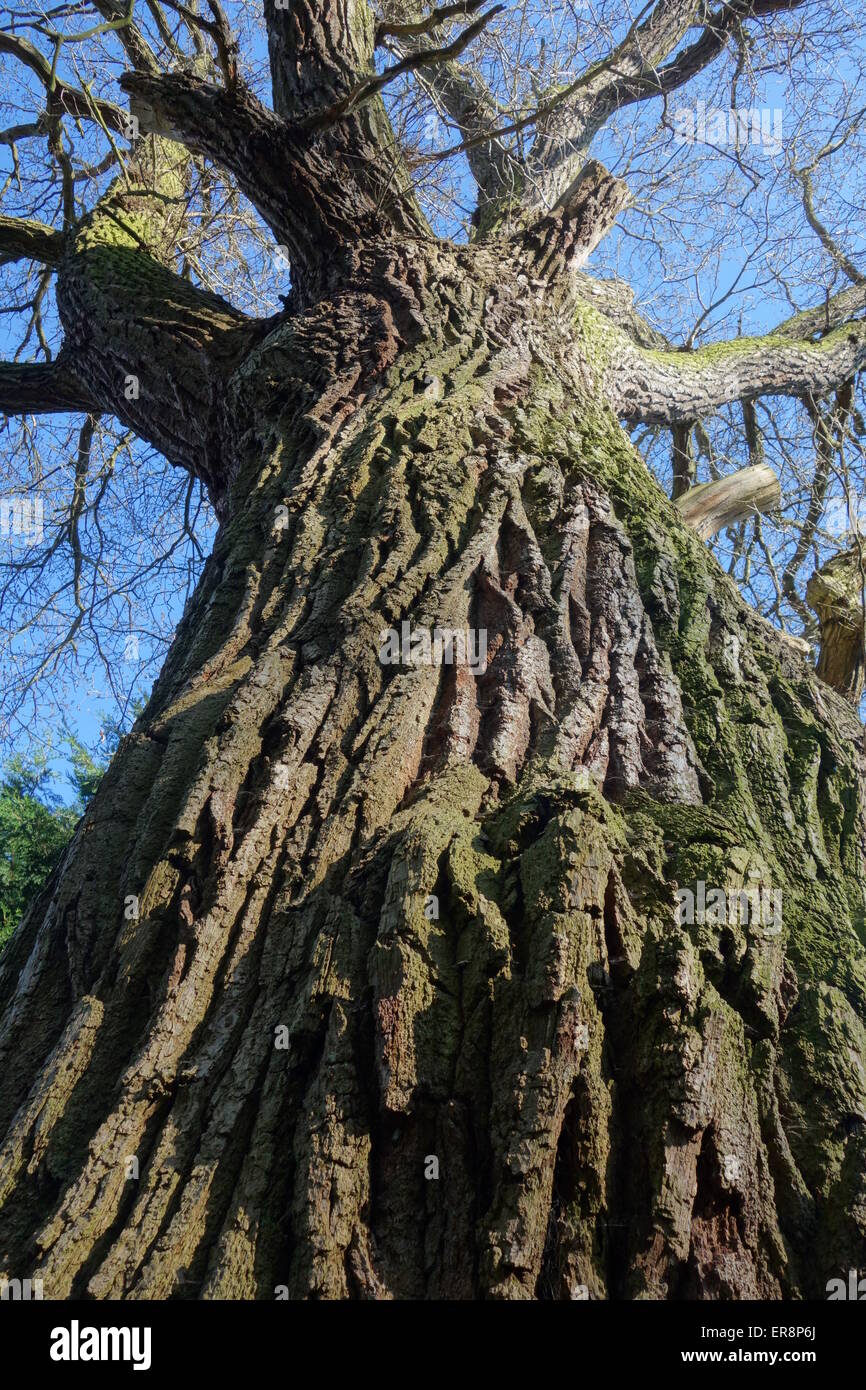 Old Oak Tree Stock Photo - Alamy