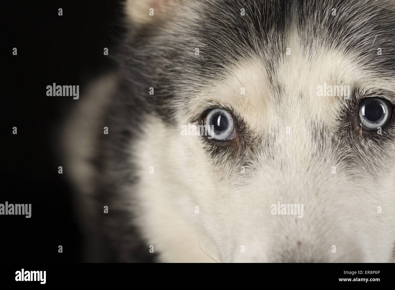 Siberian Husky eyes Stock Photo - Alamy