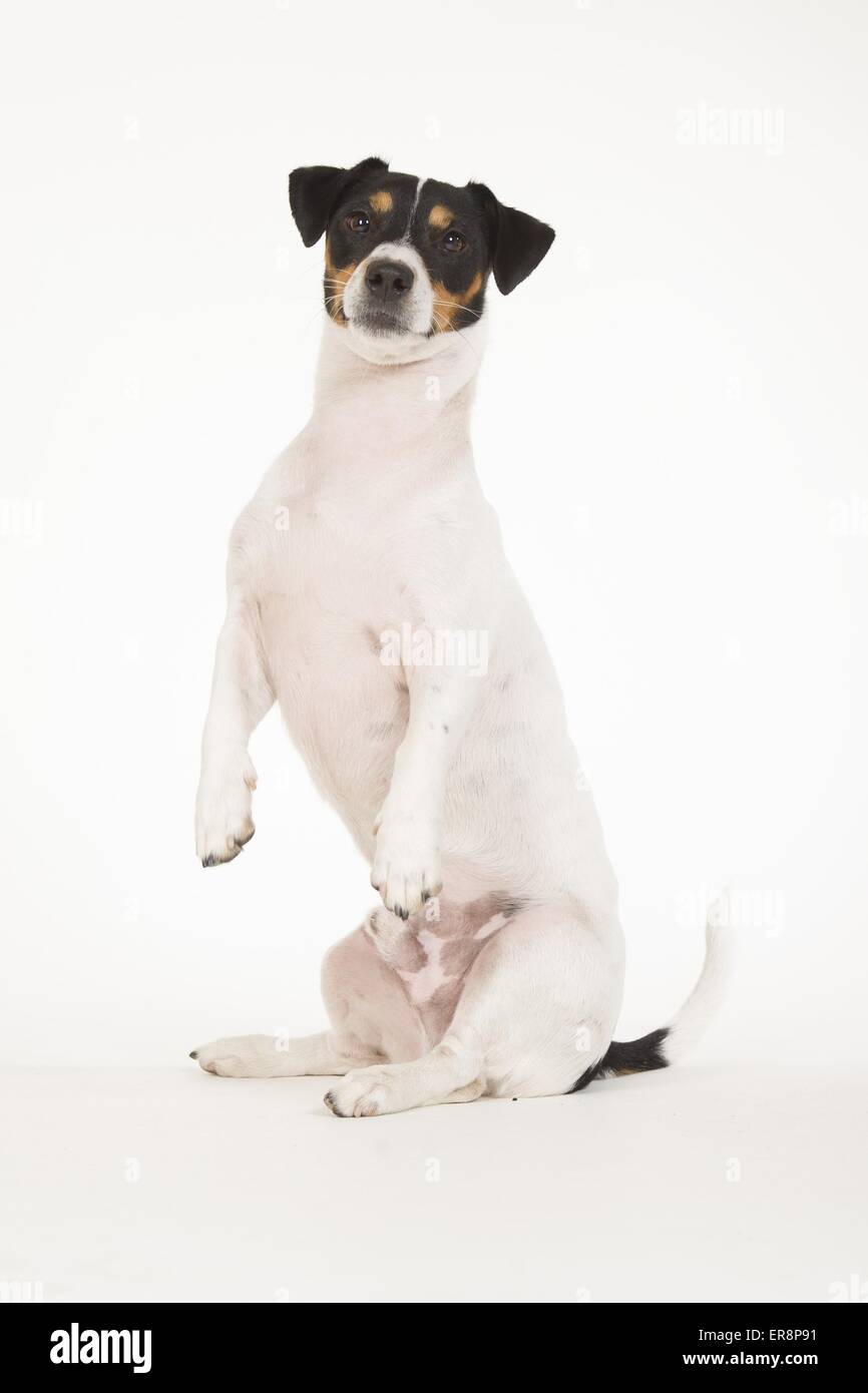 Jack Russell Terrier shows trick Stock Photo - Alamy