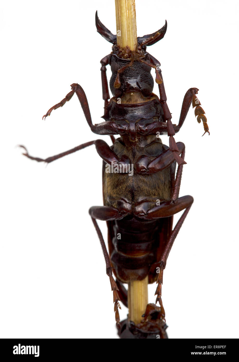 Donghuamen Street Food Market High Resolution Stock Photography and ...