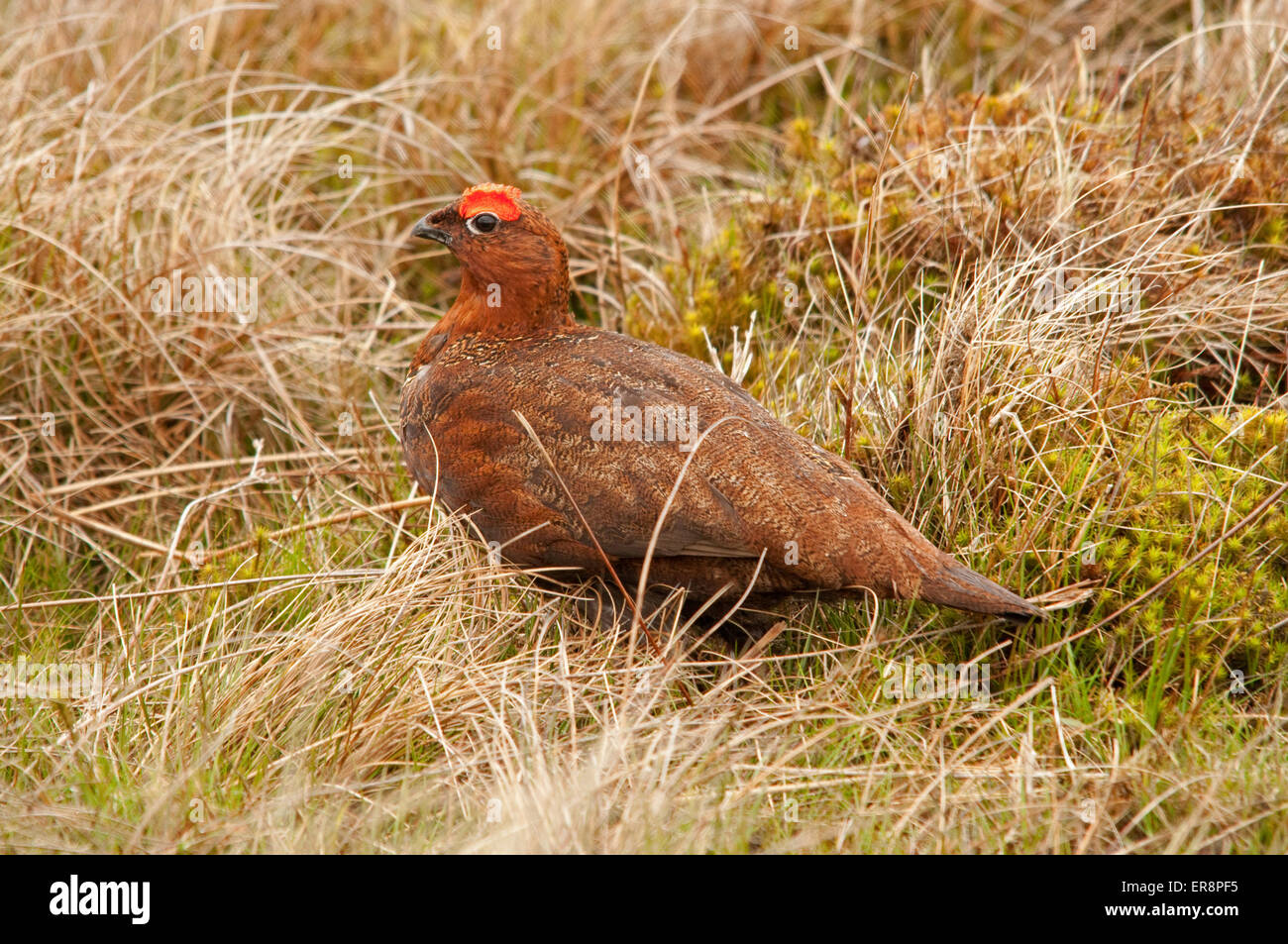 Male Red Grouse in spring Stock Photo - Alamy