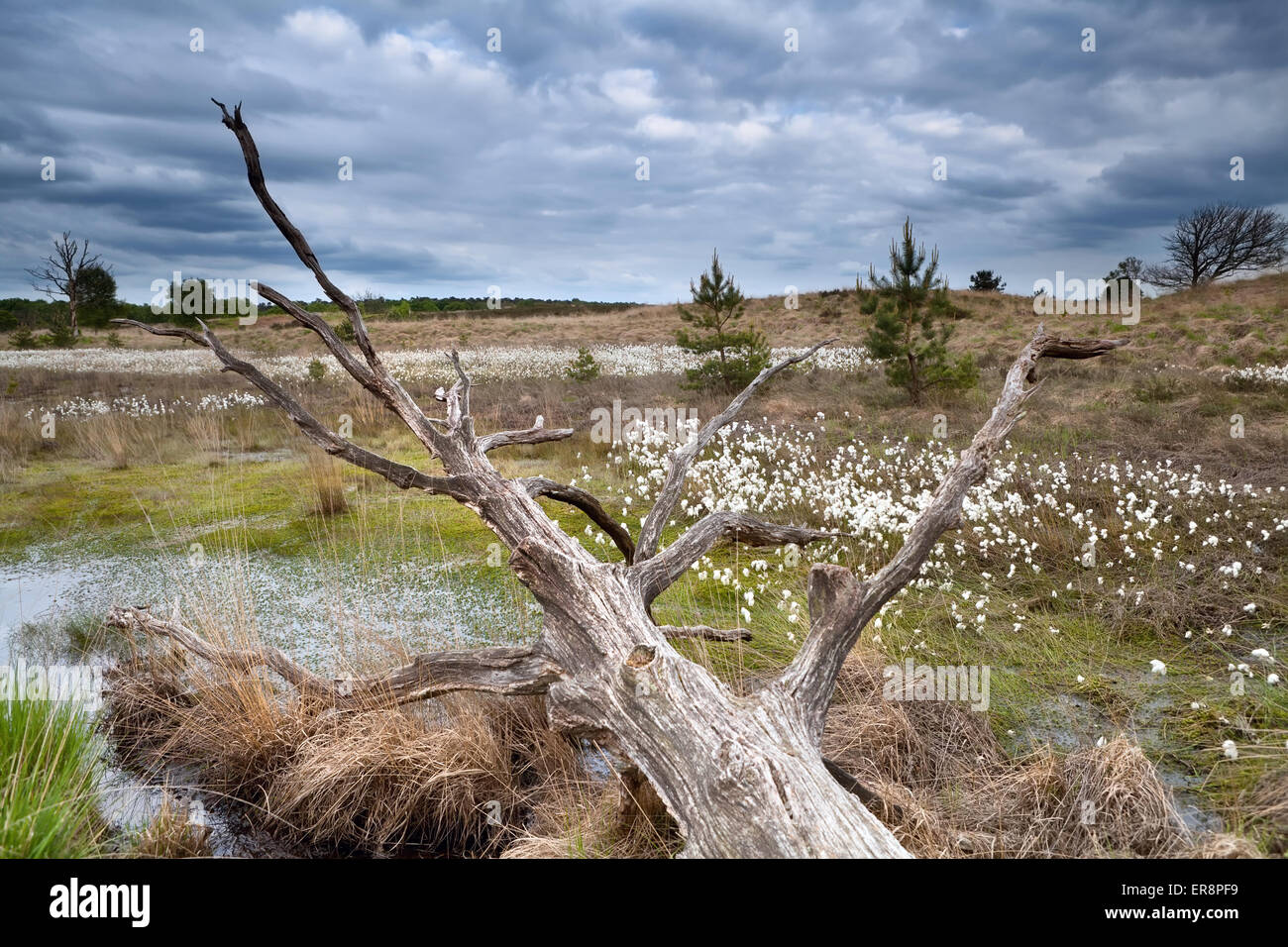 old tree trunk on swamp with cottongrass, North Brabant, Netherlands ...