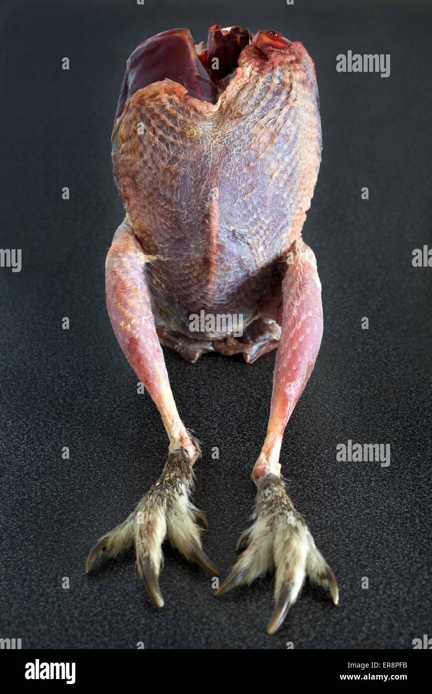 Raw Grouse prepared for cooking Stock Photo - Alamy
