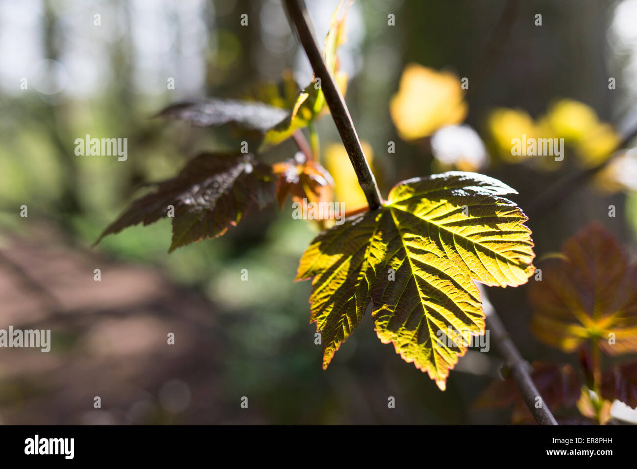 Sycamore leaf hi-res stock photography and images - Alamy