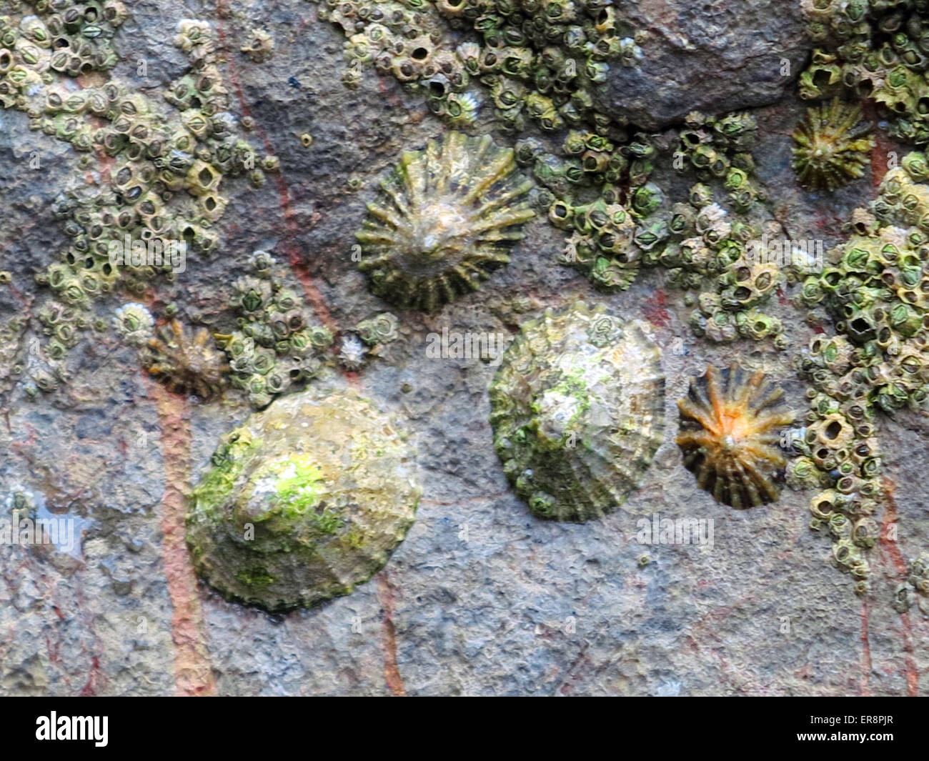 limpets & barnacles on a rock Stock Photo - Alamy