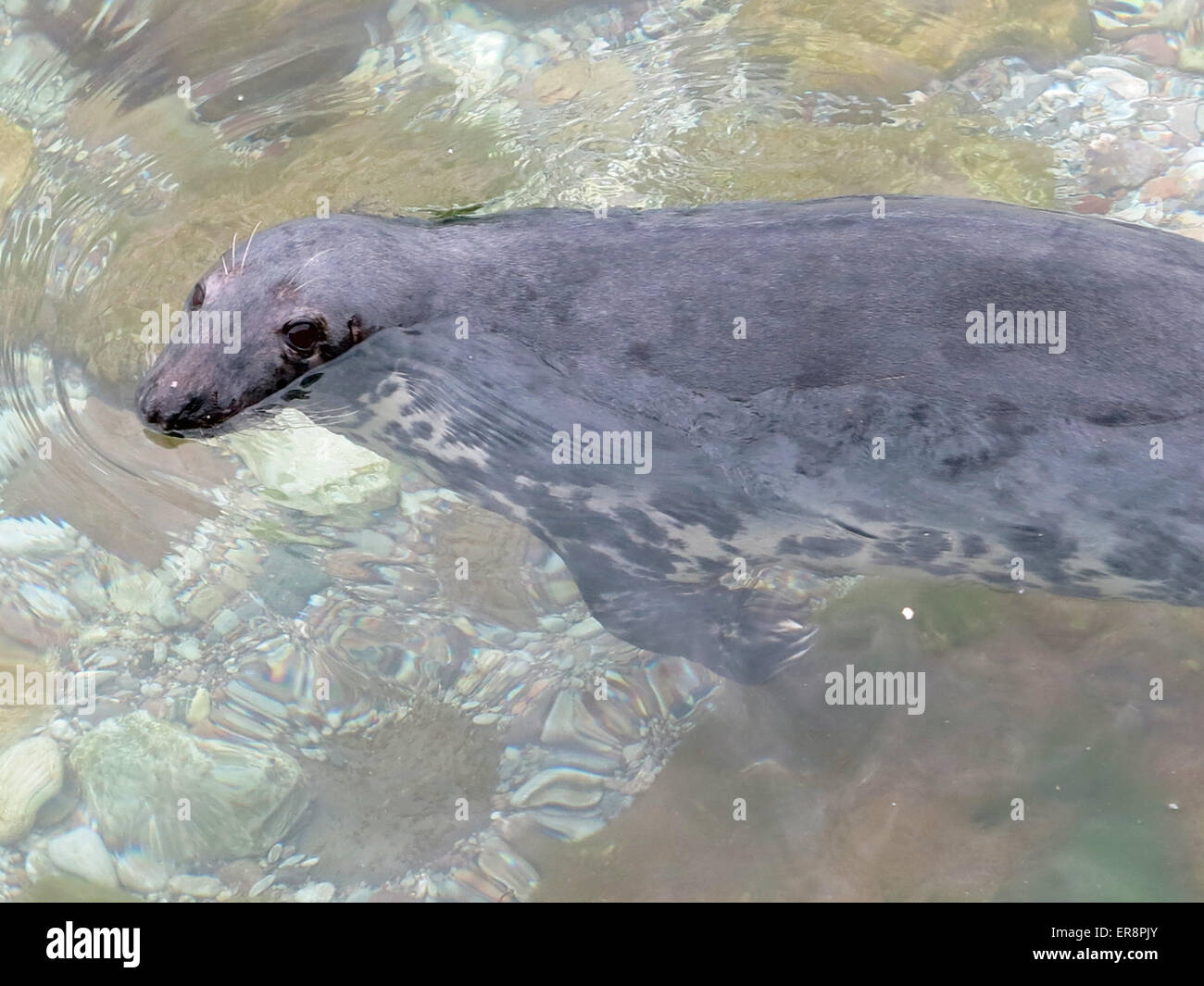 Photo of seal hi-res stock photography and images - Alamy