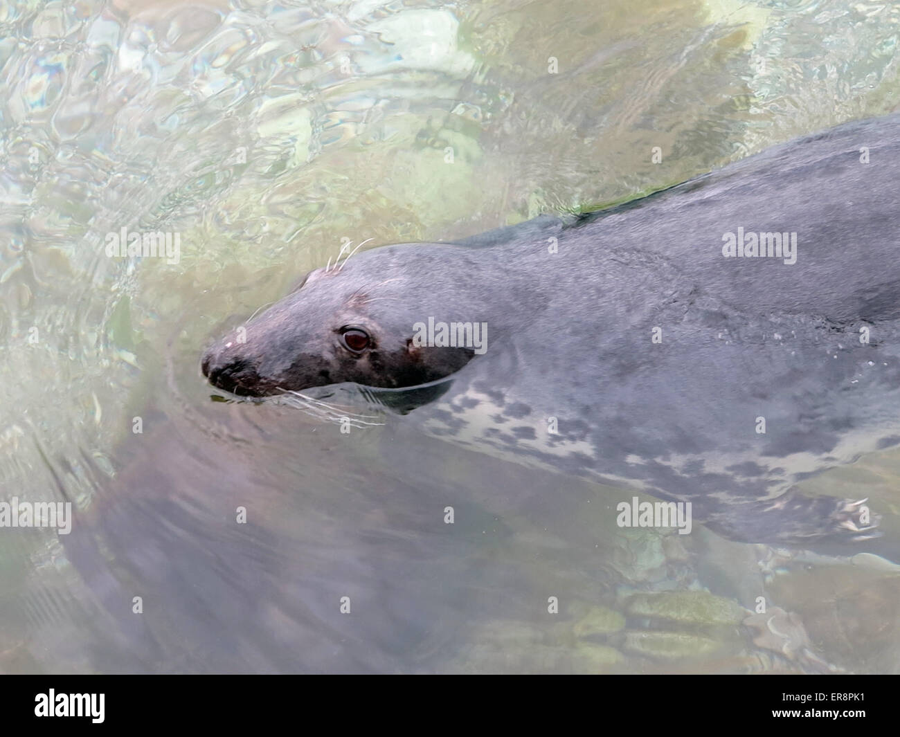 Photo of seal hi-res stock photography and images - Alamy