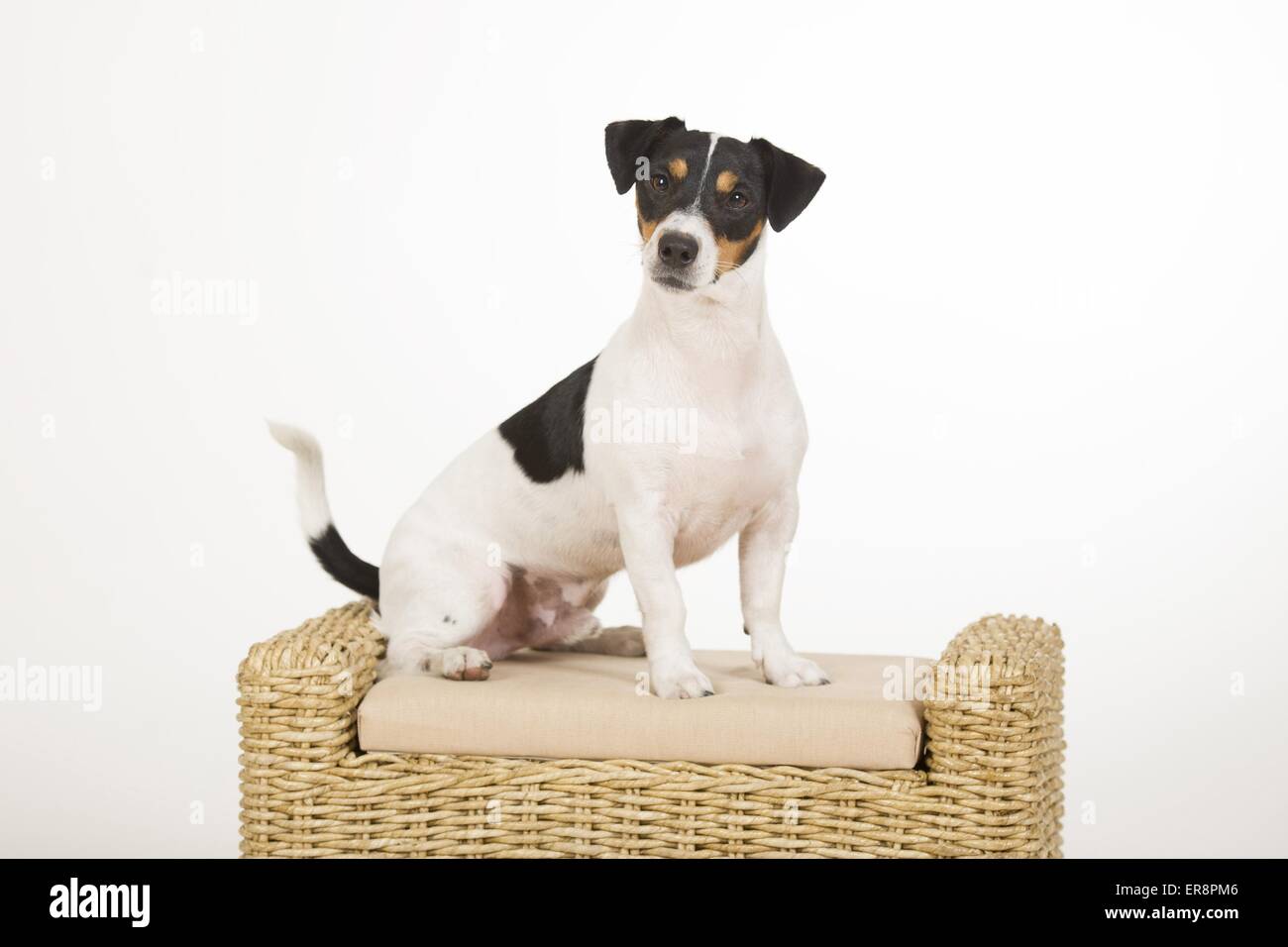 sitting Jack Russell Terrier Stock Photo - Alamy