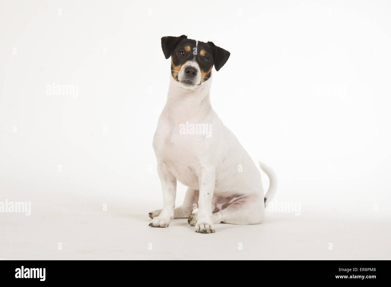 sitting Jack Russell Terrier Stock Photo - Alamy