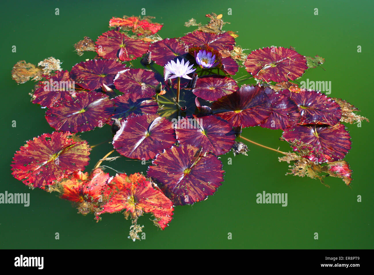Lotus water lily pads hi-res stock photography and images - Alamy