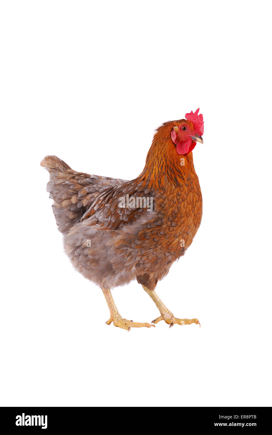 Brown hen isolated on white, studio shot Stock Photo - Alamy
