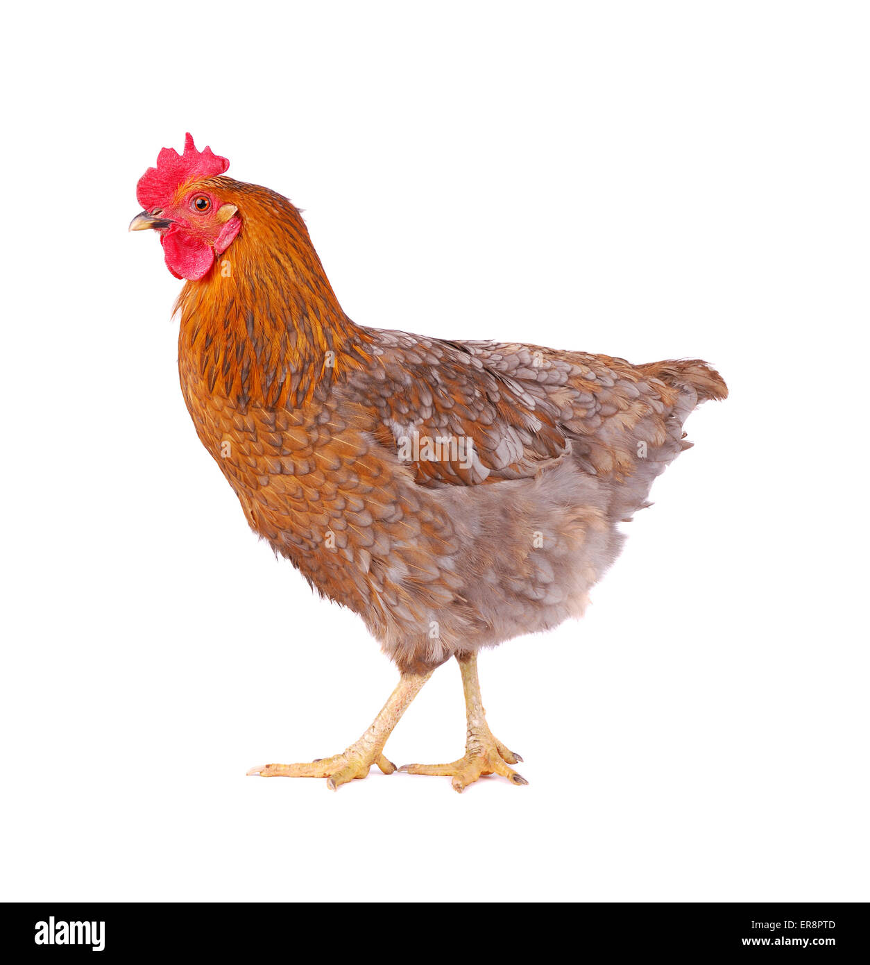 Brown hen isolated on white, studio shot Stock Photo - Alamy