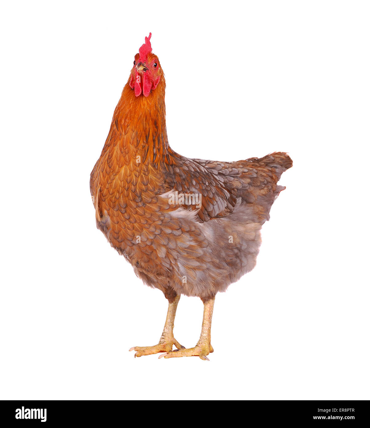 Brown hen isolated on white, studio shot Stock Photo - Alamy