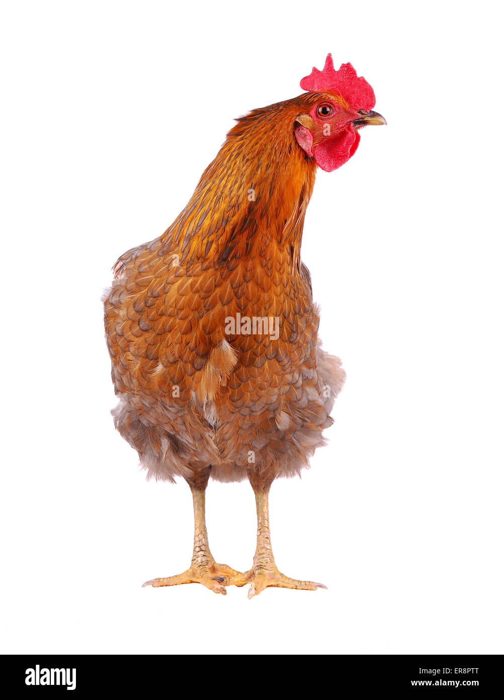 Hen looking at camera isolated on white, studio shot Stock Photo - Alamy