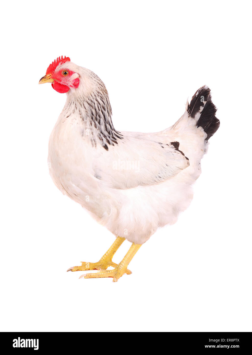 White hen isolated on white, studio shot Stock Photo - Alamy