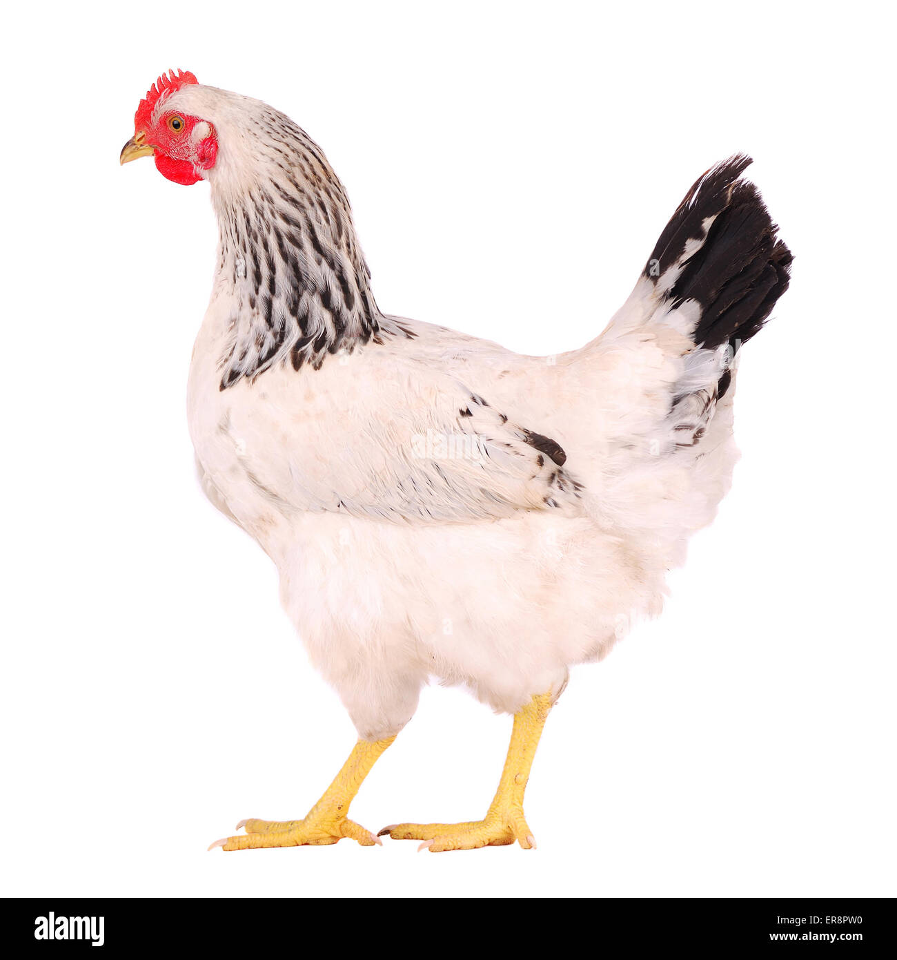 White hen isolated on white hi-res stock photography and images - Alamy