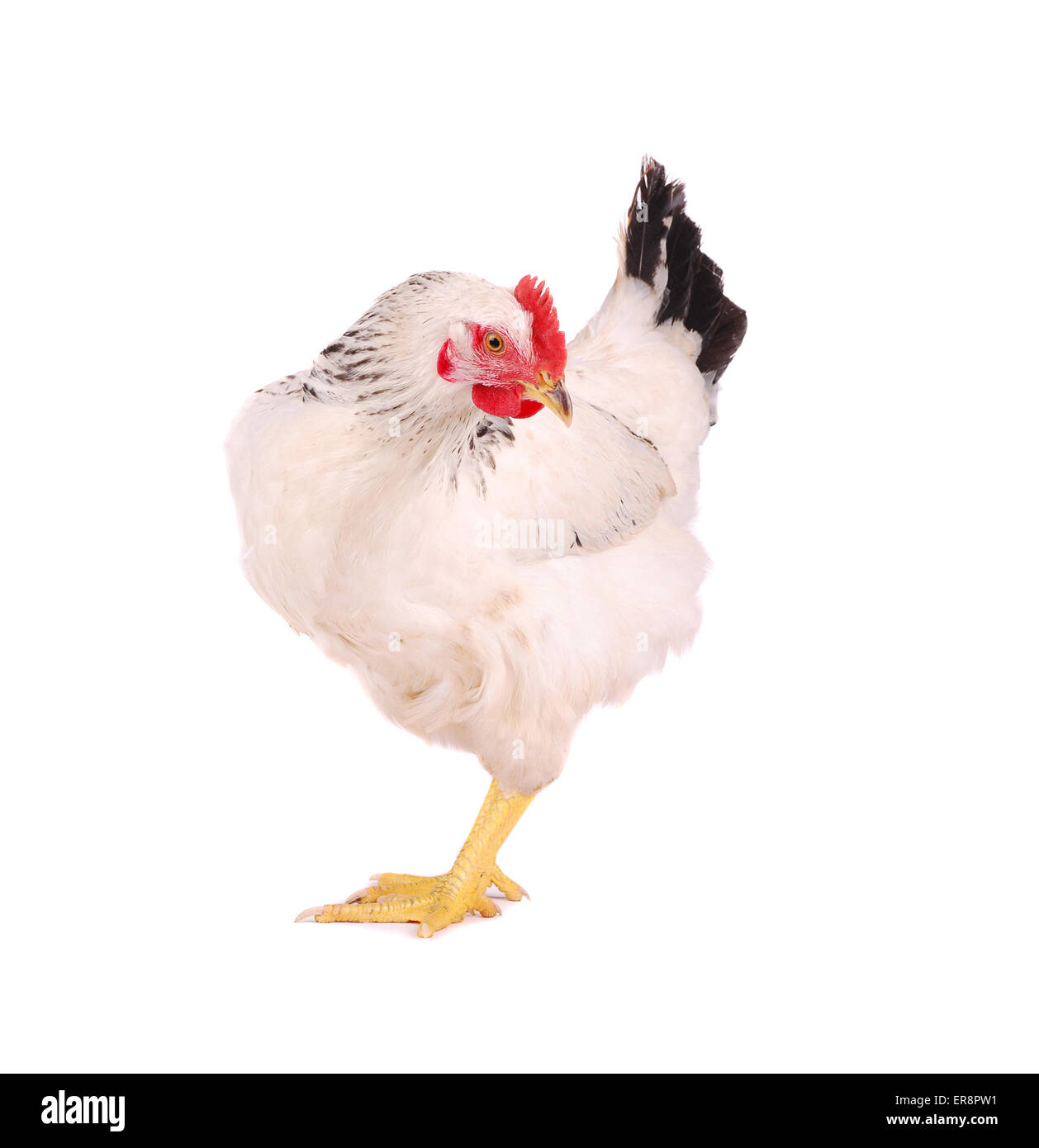 White hen isolated on white, studio shot Stock Photo - Alamy