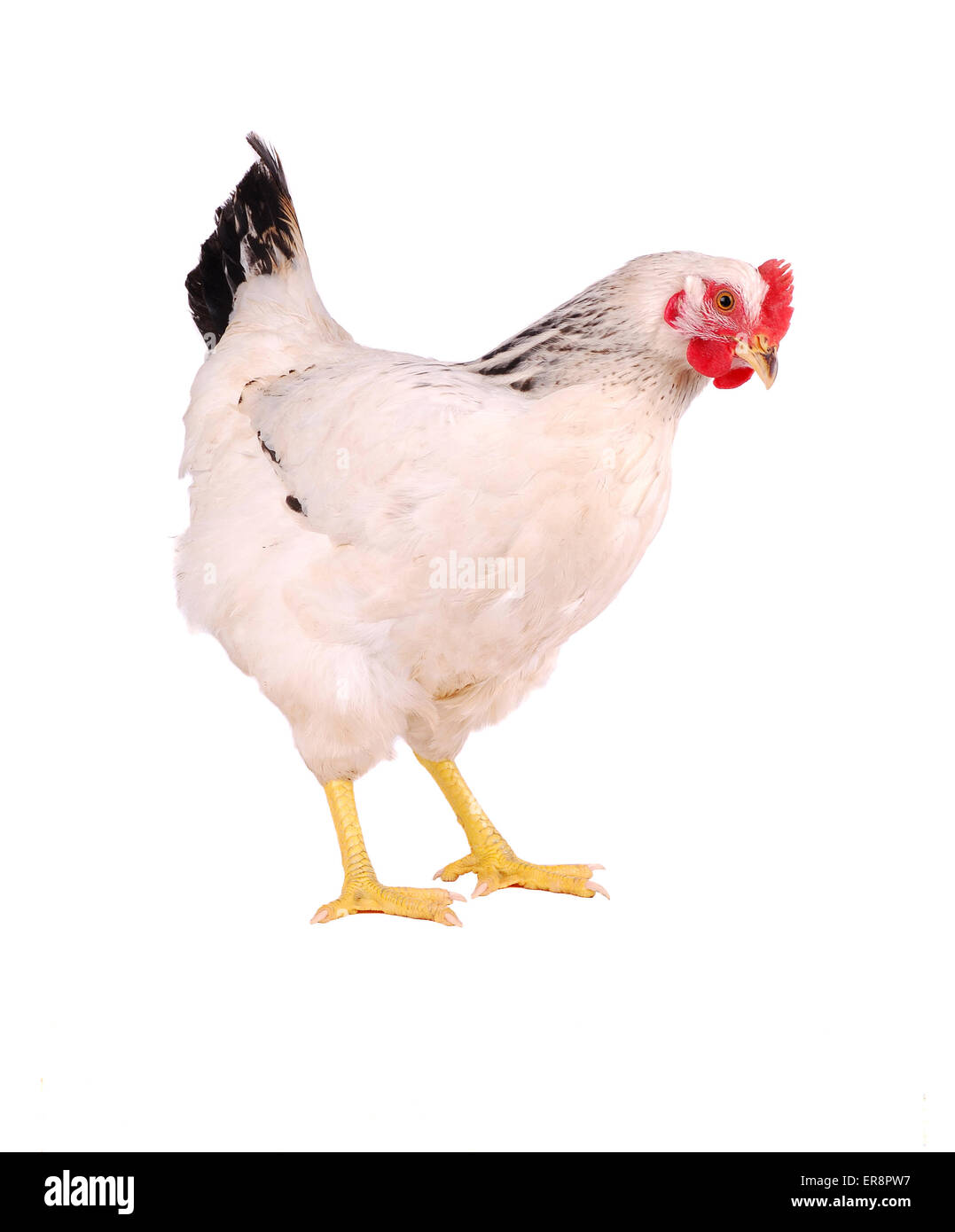 White hen isolated on white, studio shot Stock Photo - Alamy