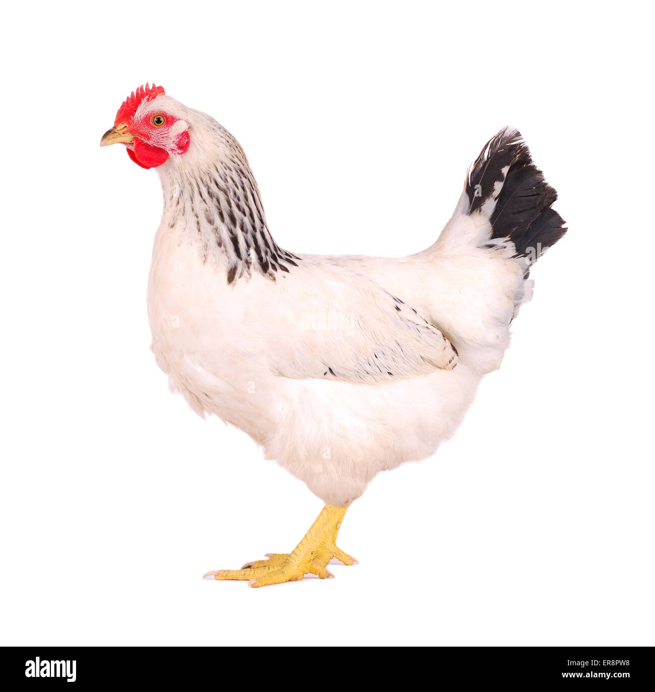 White hen isolated on white, studio shot Stock Photo - Alamy