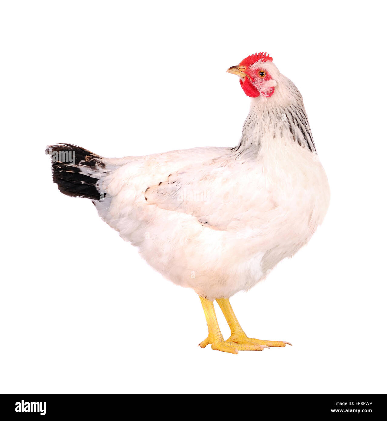 White hen isolated on white, studio shot Stock Photo - Alamy