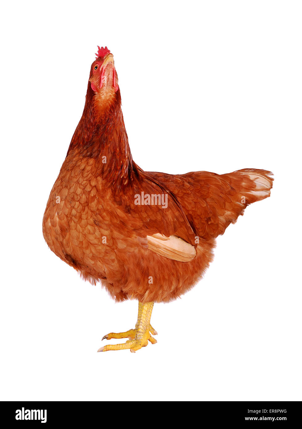 Brown hen looking up isolated on white, studio shot Stock Photo - Alamy