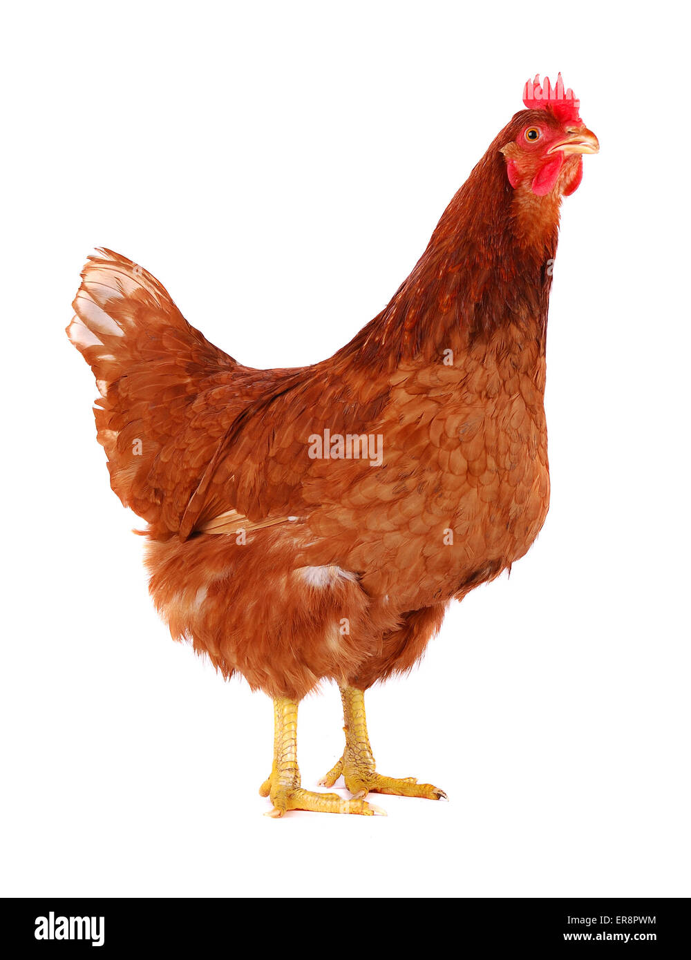 Brown hen isolated on white, studio shot Stock Photo - Alamy