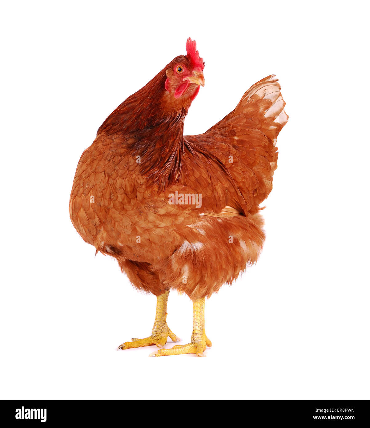 Brown hen isolated on white, studio shot Stock Photo - Alamy