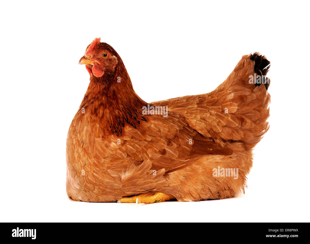 Brown hen isolated on white, studio shot Stock Photo - Alamy