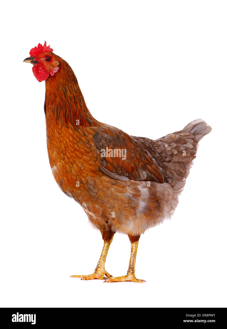 Brown hen isolated on white, studio shot Stock Photo - Alamy